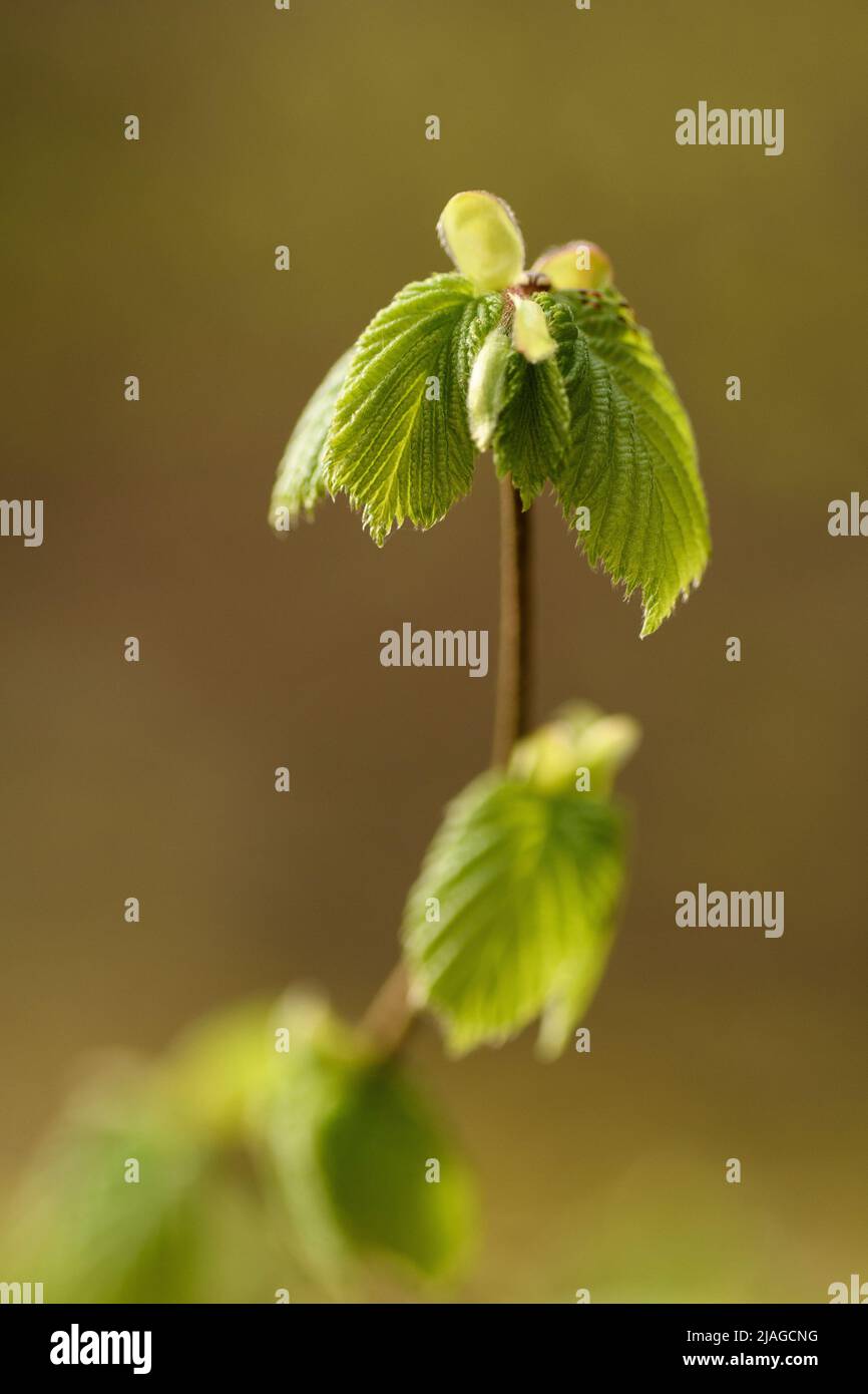 The first days of spring hi-res stock photography and images - Alamy