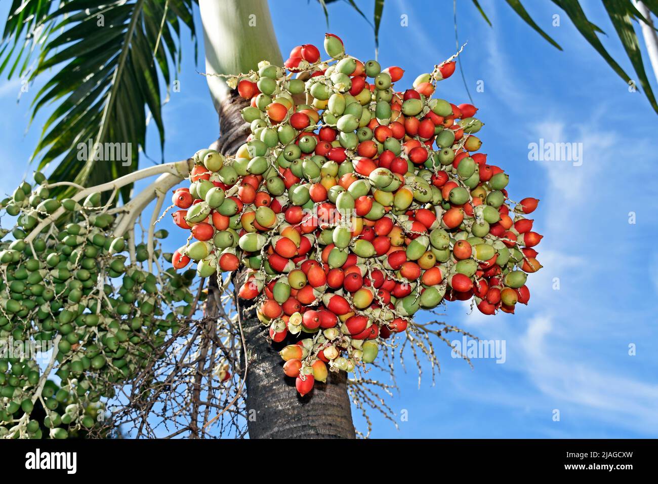 Manila palm tree fruits (Adonidia merrillii), Rio de Janeiro Stock ...