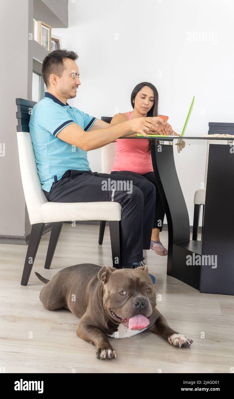 Working bulldog hi-res stock photography and images - Alamy