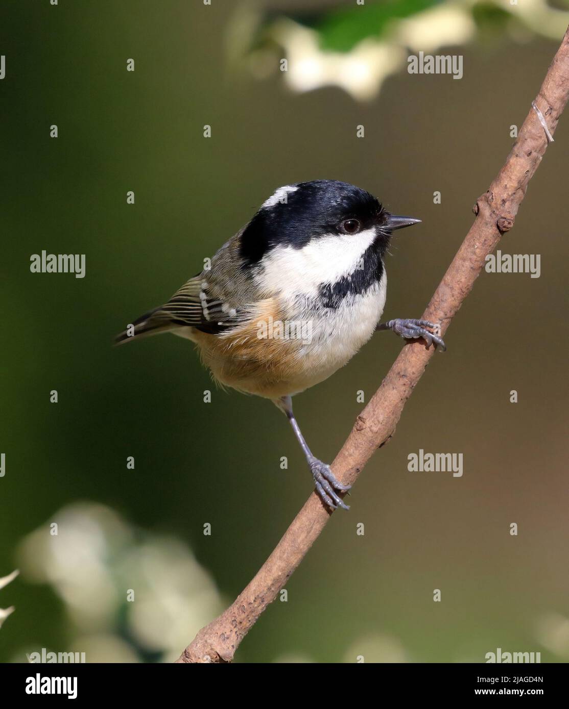 Coal Tit (Periparus Ater Stock Photo - Alamy