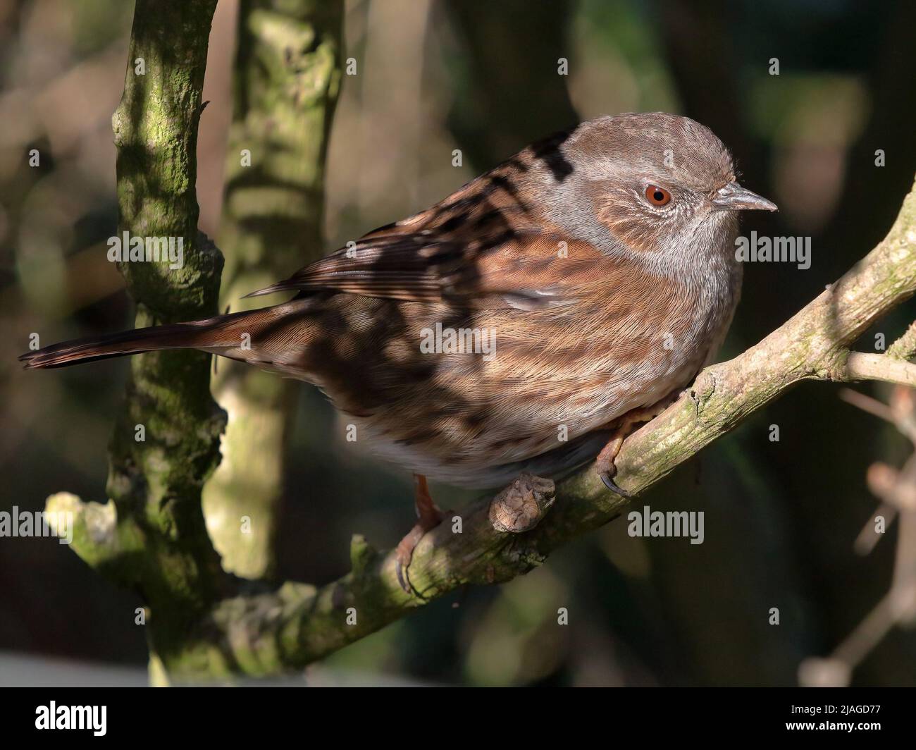 Dunnock (Prunella Modularis Stock Photo - Alamy