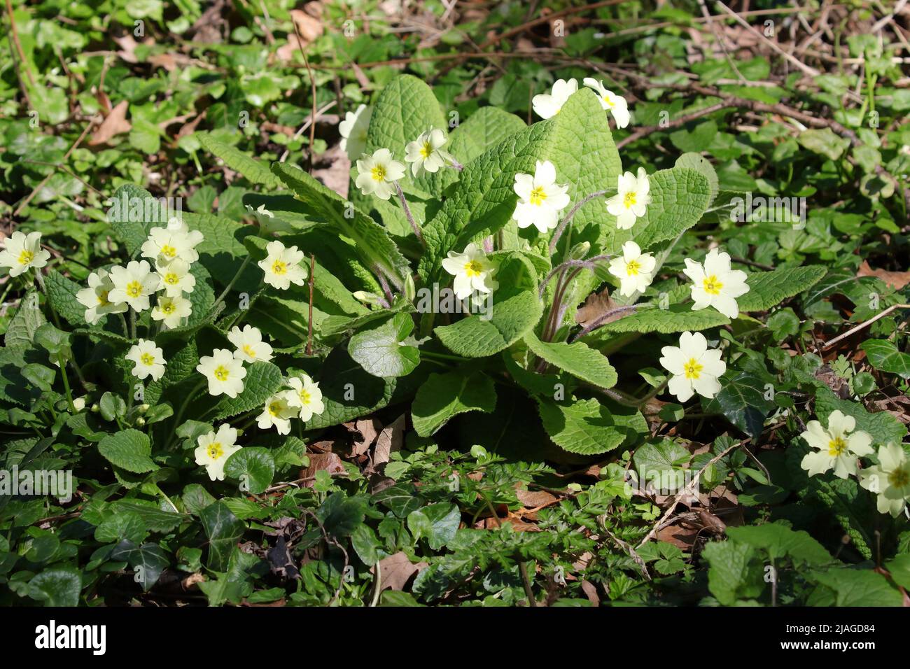 Common Primrose (Primula Vulgaris Stock Photo - Alamy