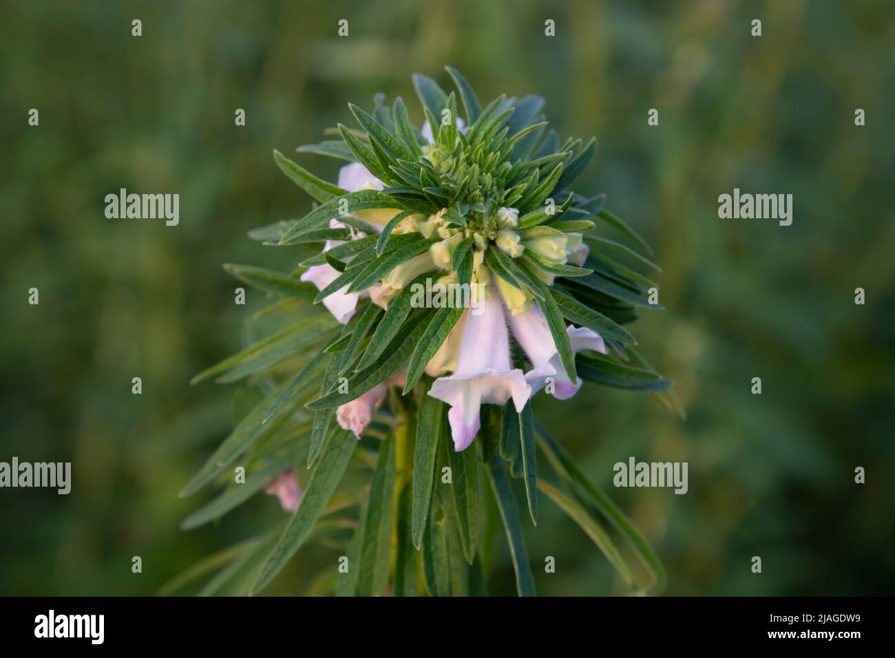 Sesame plant with flowers hi-res stock photography and images - Alamy