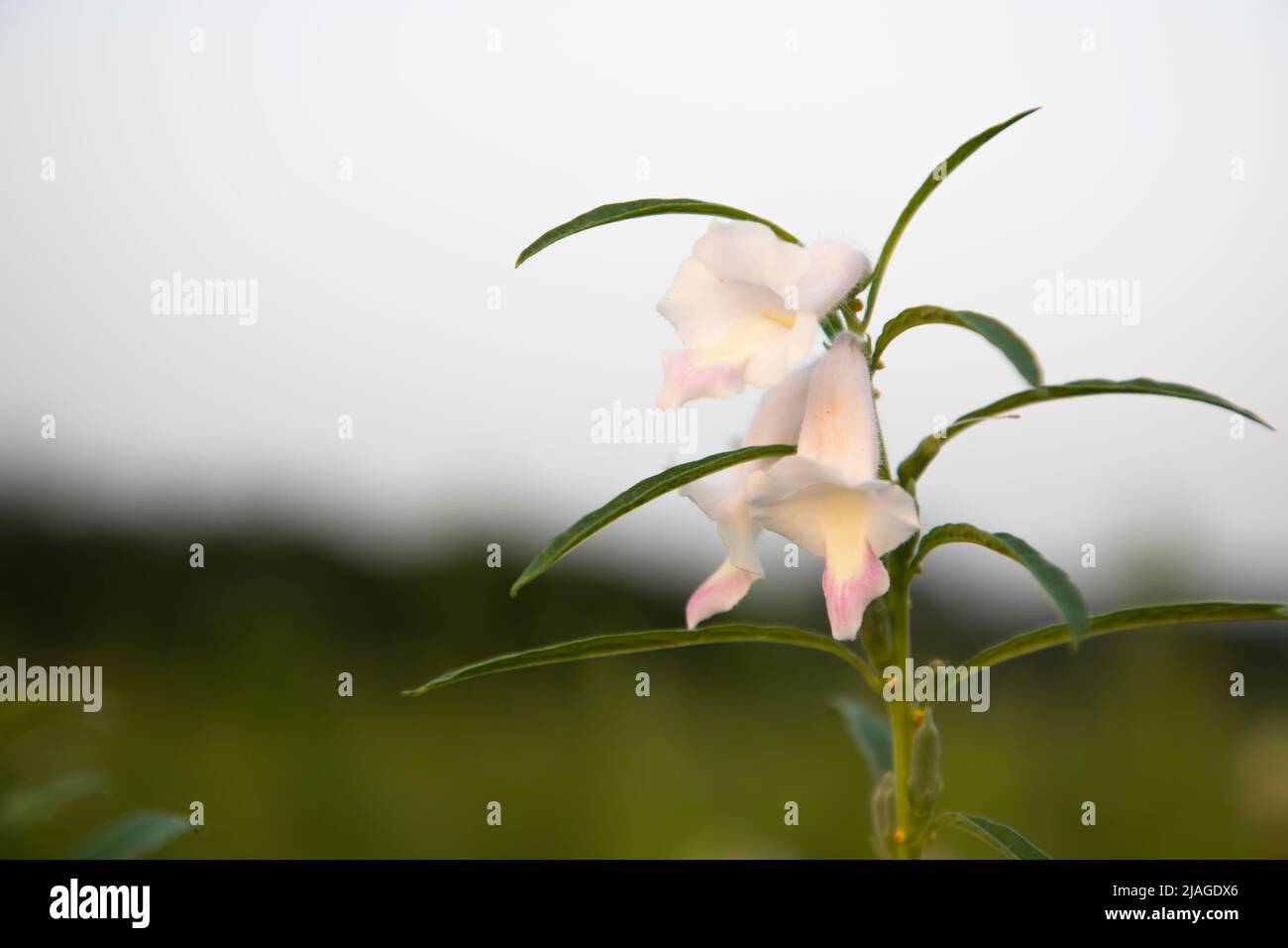 Sesame flowers in the tree Natural landscape view. Herbal tree Stock ...