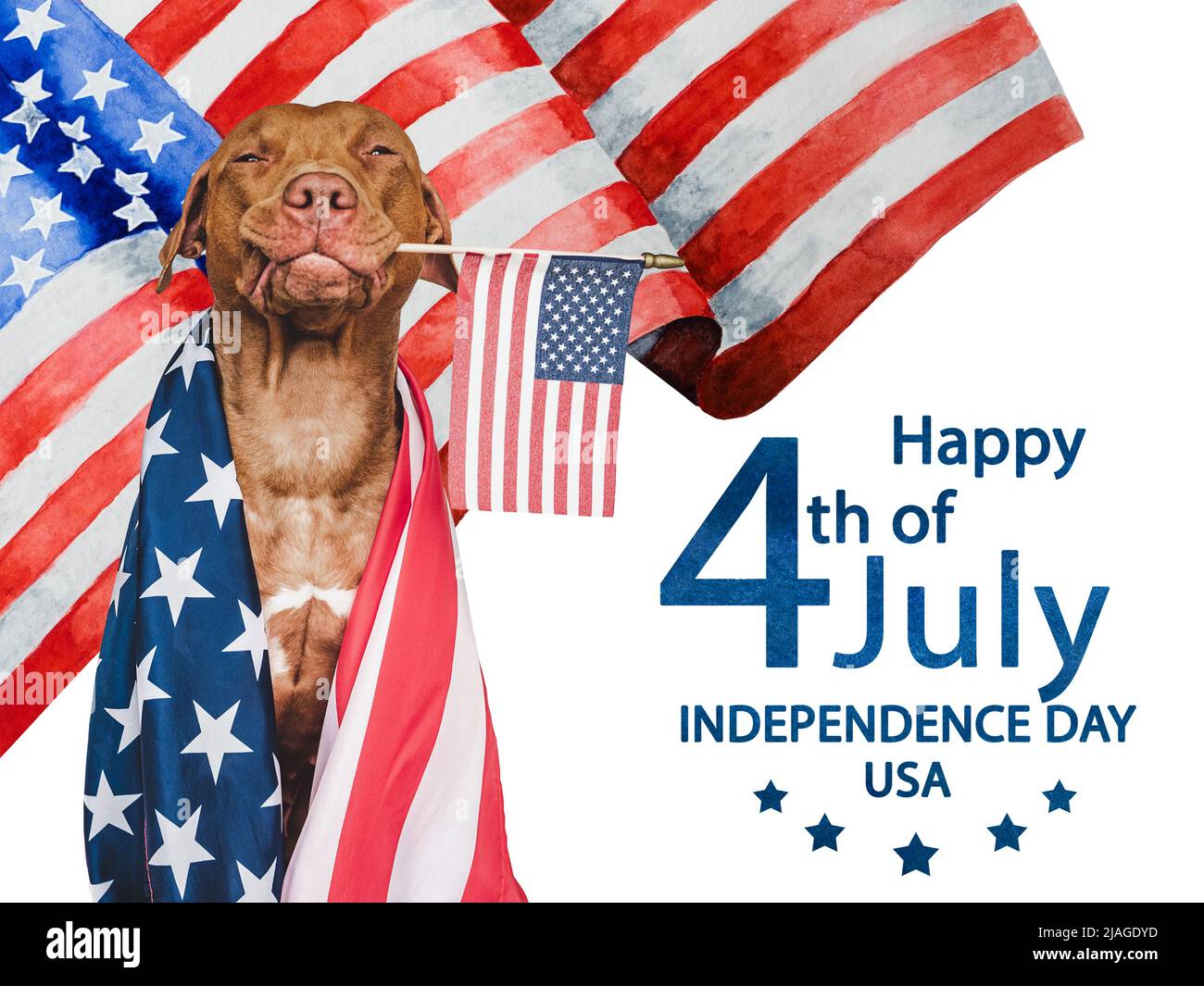 Independence Day. Adorable, lovely brown puppy and American Flag ...