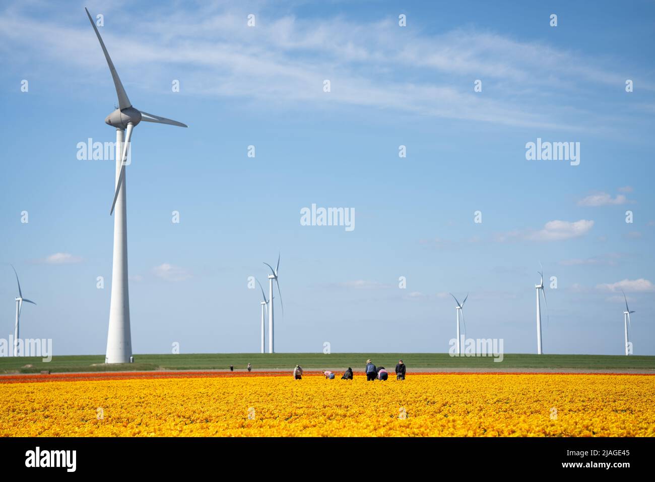 Dutch Flower fields in full bloom with wind turbines Stock Photo - Alamy