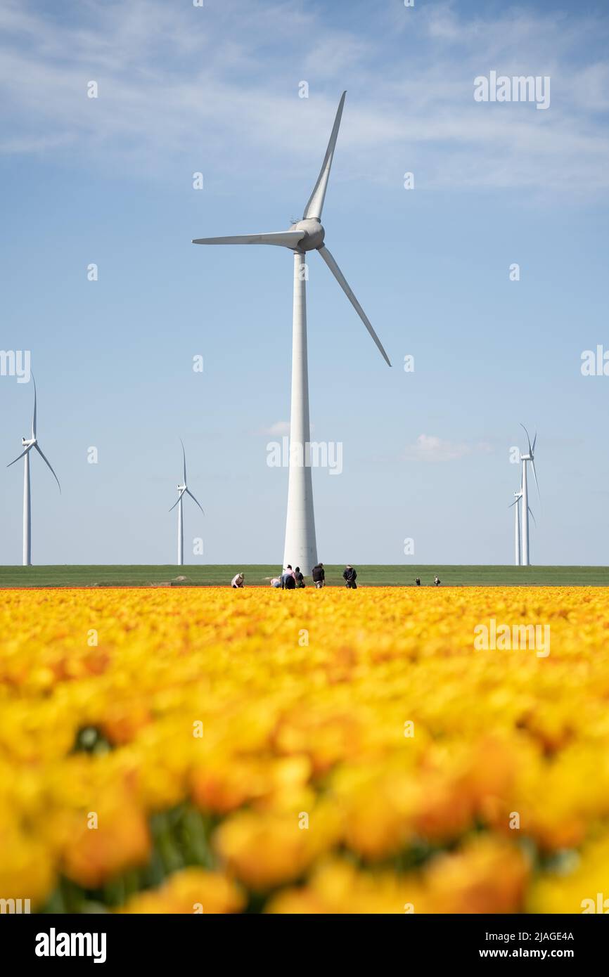 Aerial view tulip fields windmill hi-res stock photography and images ...