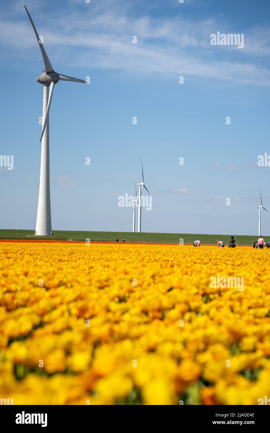 Dutch Flower fields in full bloom with wind turbines Stock Photo - Alamy