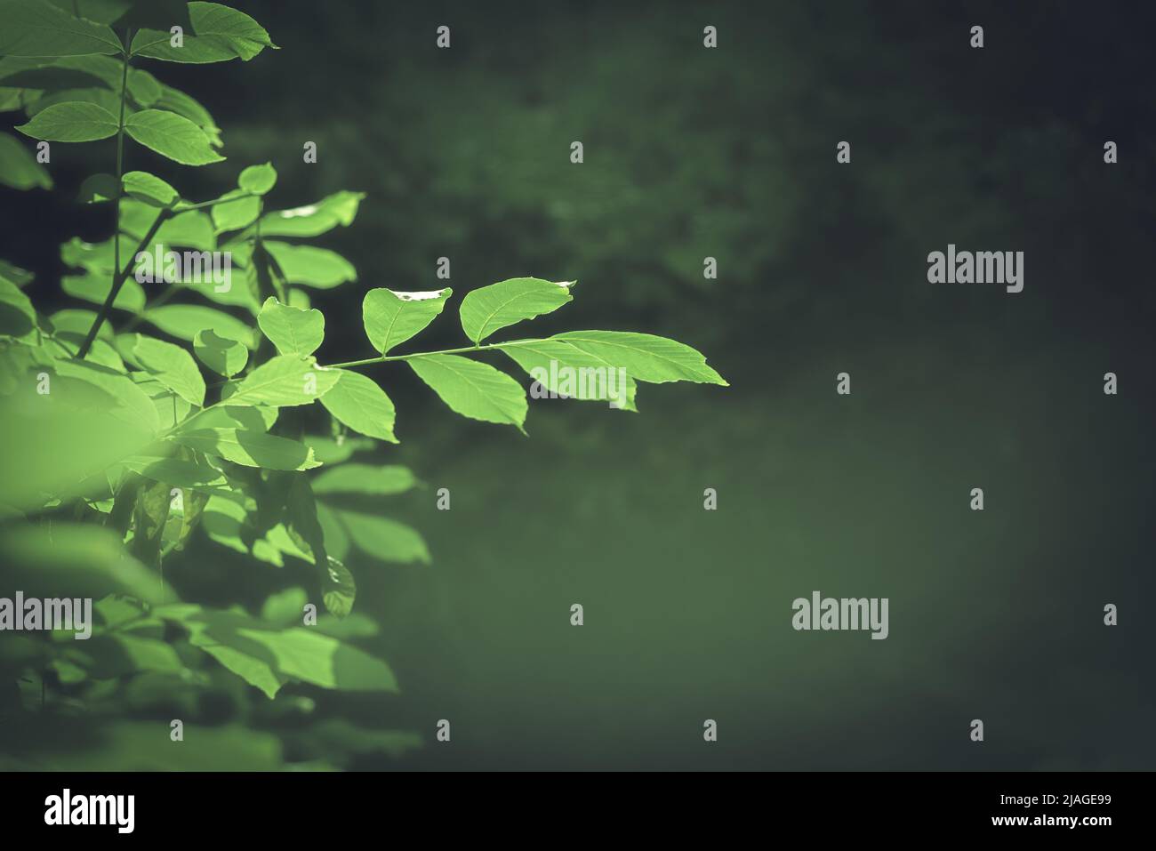 Soft green leaves background Stock Photo - Alamy
