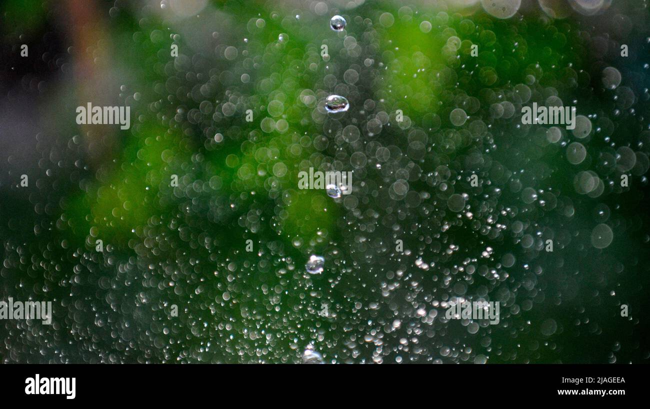 drops of a water are flying around on a green summer background Stock ...