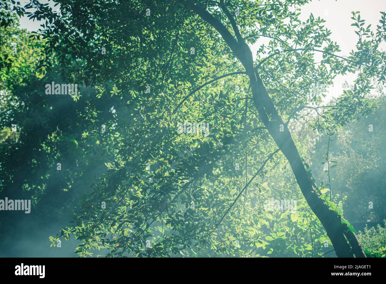 Tree with mists in the background. Kazdaglari (Ida Mountain) National Park Stock Photo - Alamy