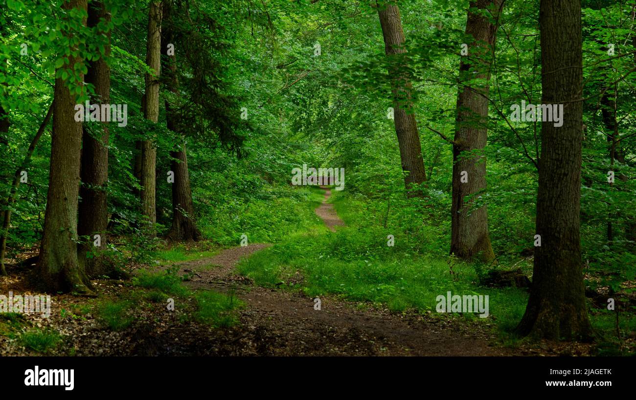 winding pathway in the forest Stock Photo - Alamy