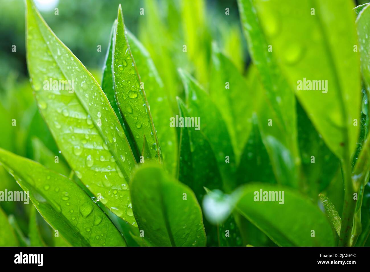 Shrub with green leaves in drops after rain, on a blurred background of ...