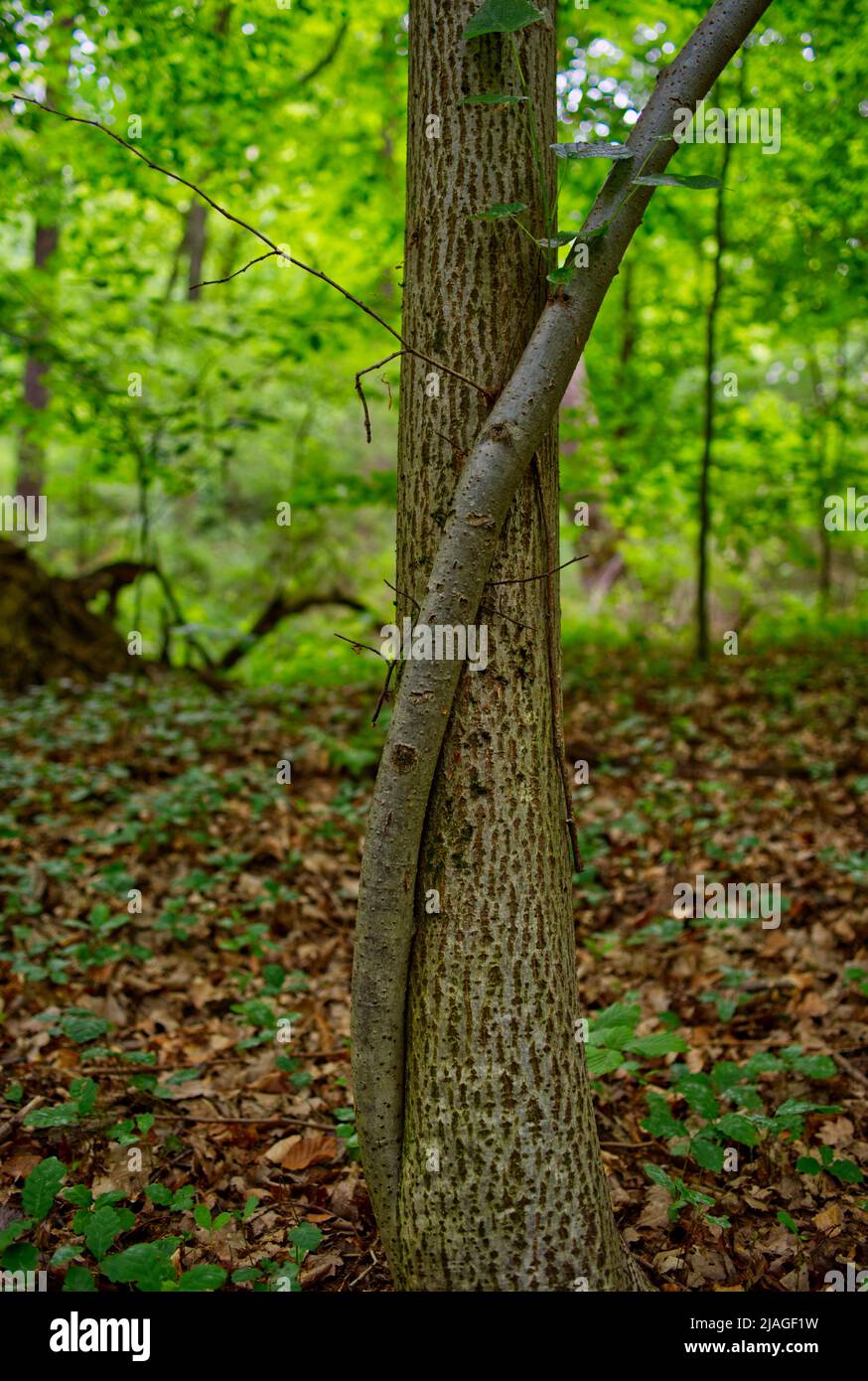 Entwined trees hi-res stock photography and images - Alamy