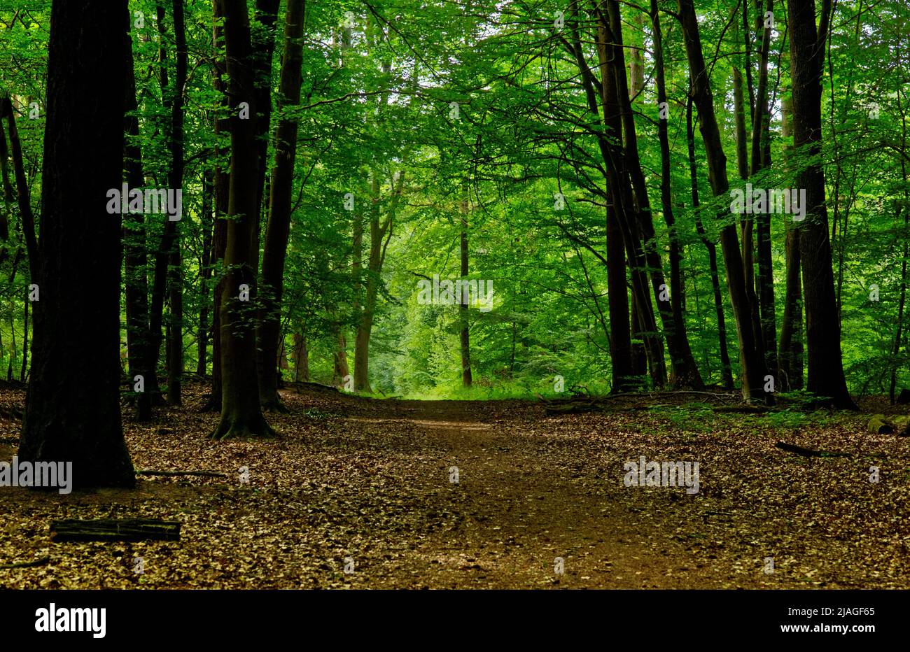 Pathway in the woods hi-res stock photography and images - Alamy