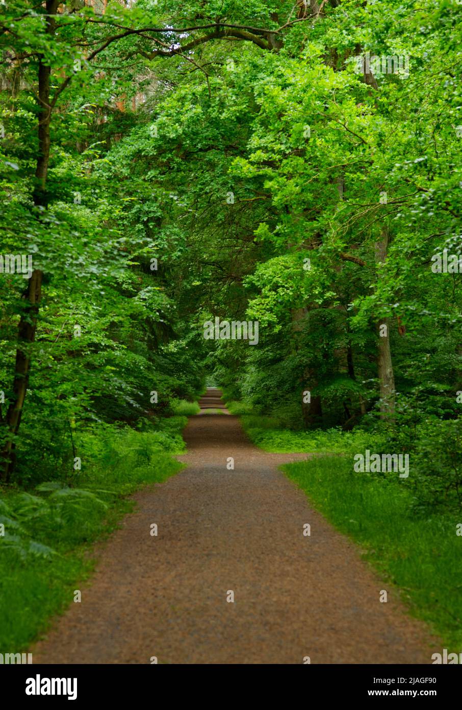 small pathway in the green forest Stock Photo - Alamy