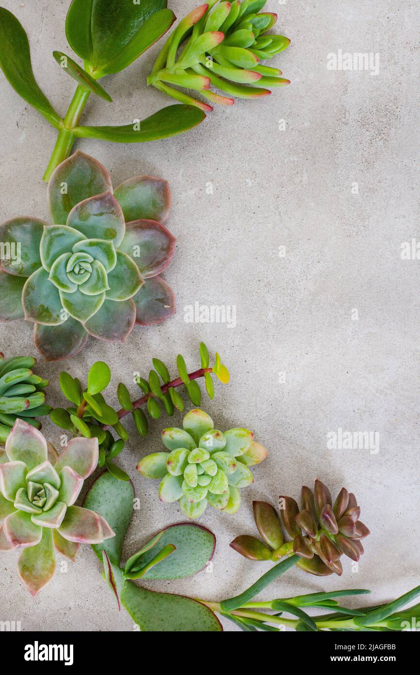 Succulents desktop hi-res stock photography and images - Alamy