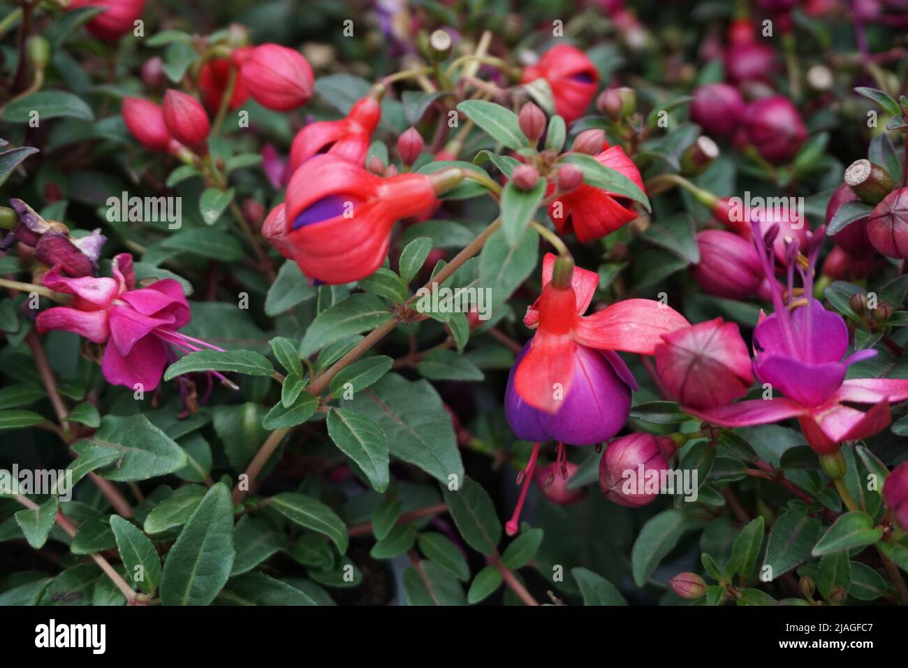 Fuchsia buds hi-res stock photography and images - Alamy