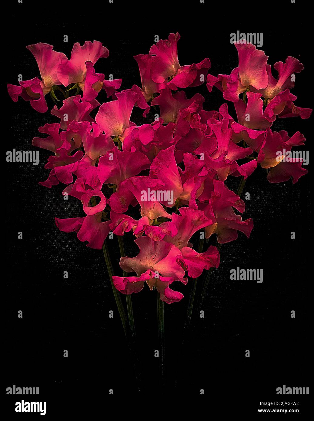 Bunch of sweet peas hi-res stock photography and images - Alamy