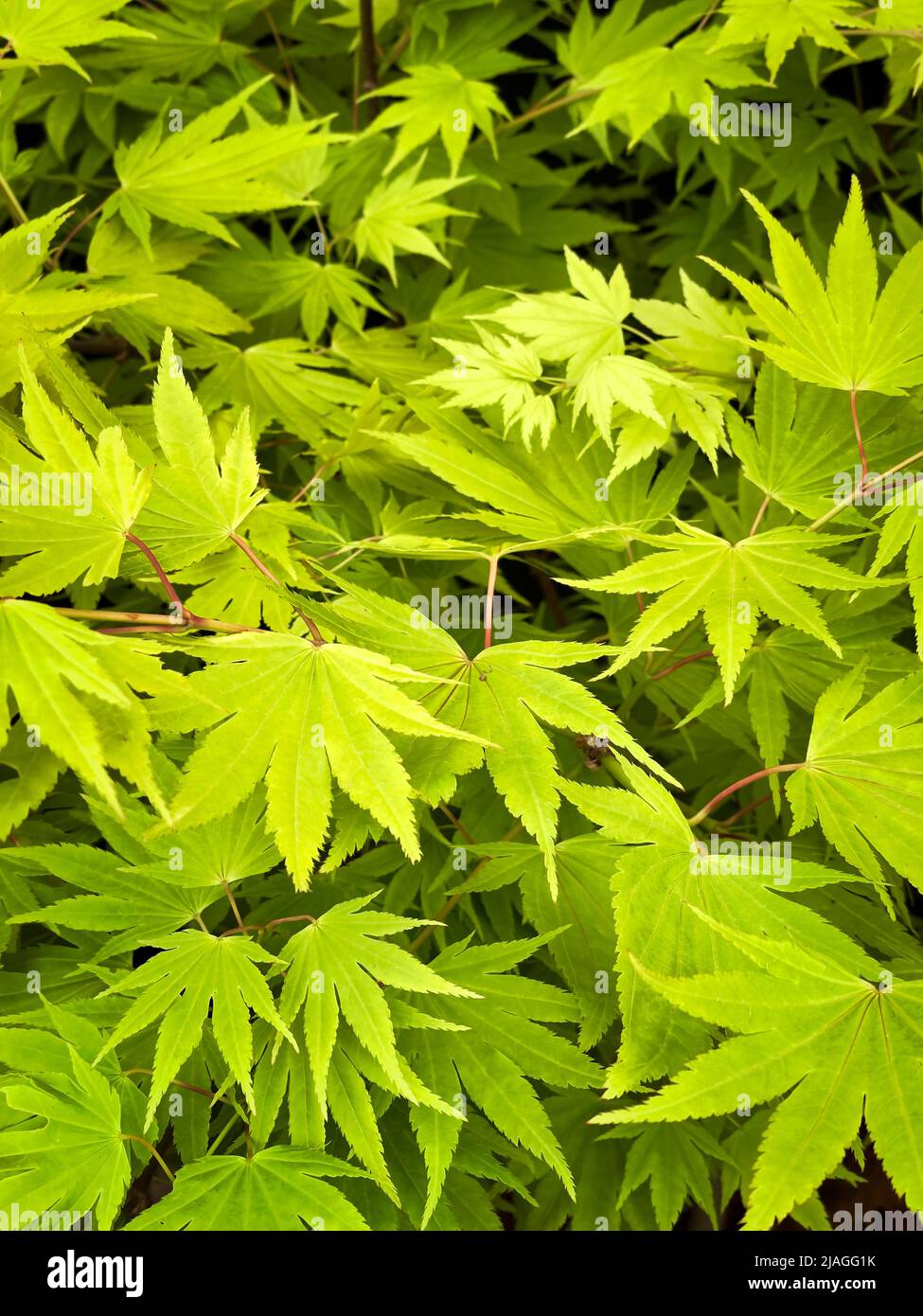 Acer bush hi-res stock photography and images - Alamy