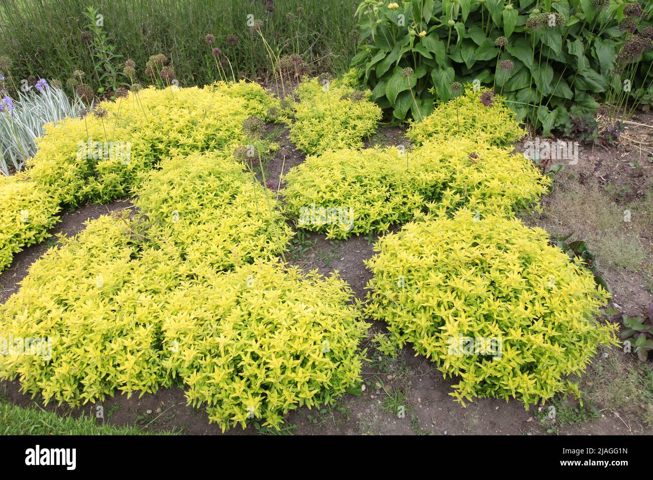 Origanum vulgare aureum hi-res stock photography and images - Alamy