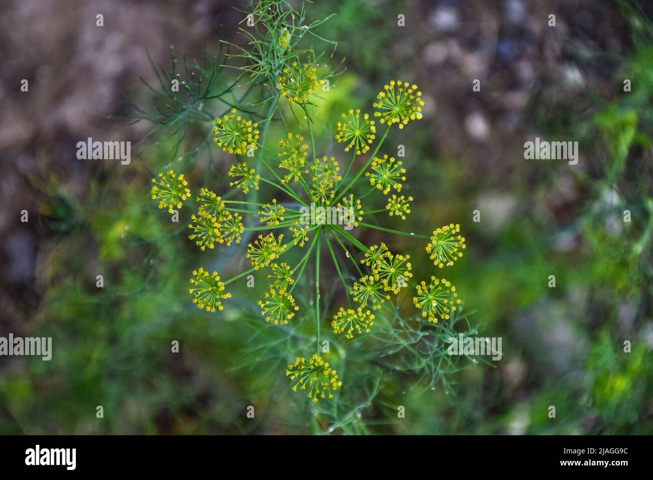 Green young dill sprouts and flowers on a bed, garden plot Stock Photo ...