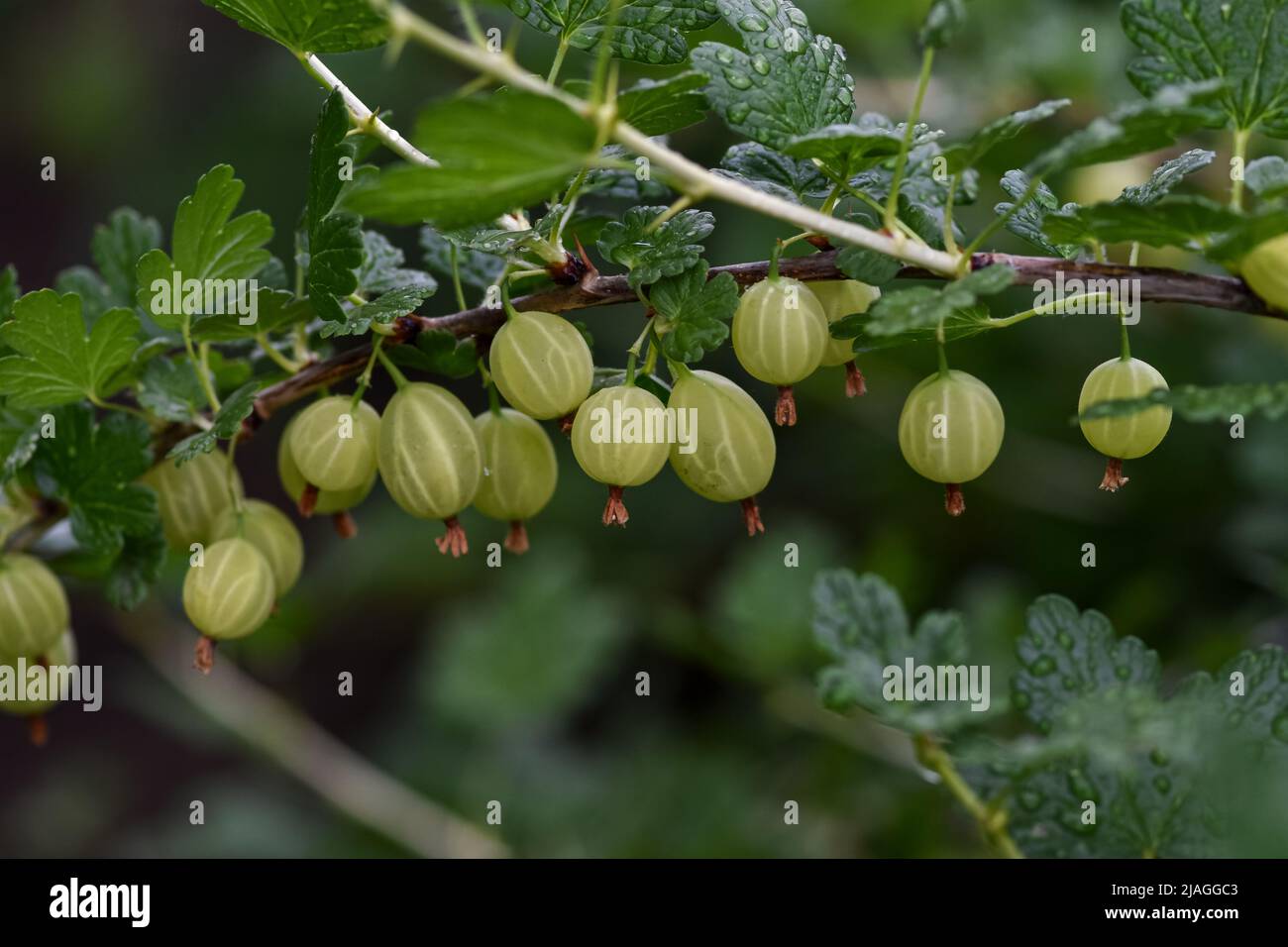 Close-up of green gooseberries on a branch in a garden plot Stock Photo ...