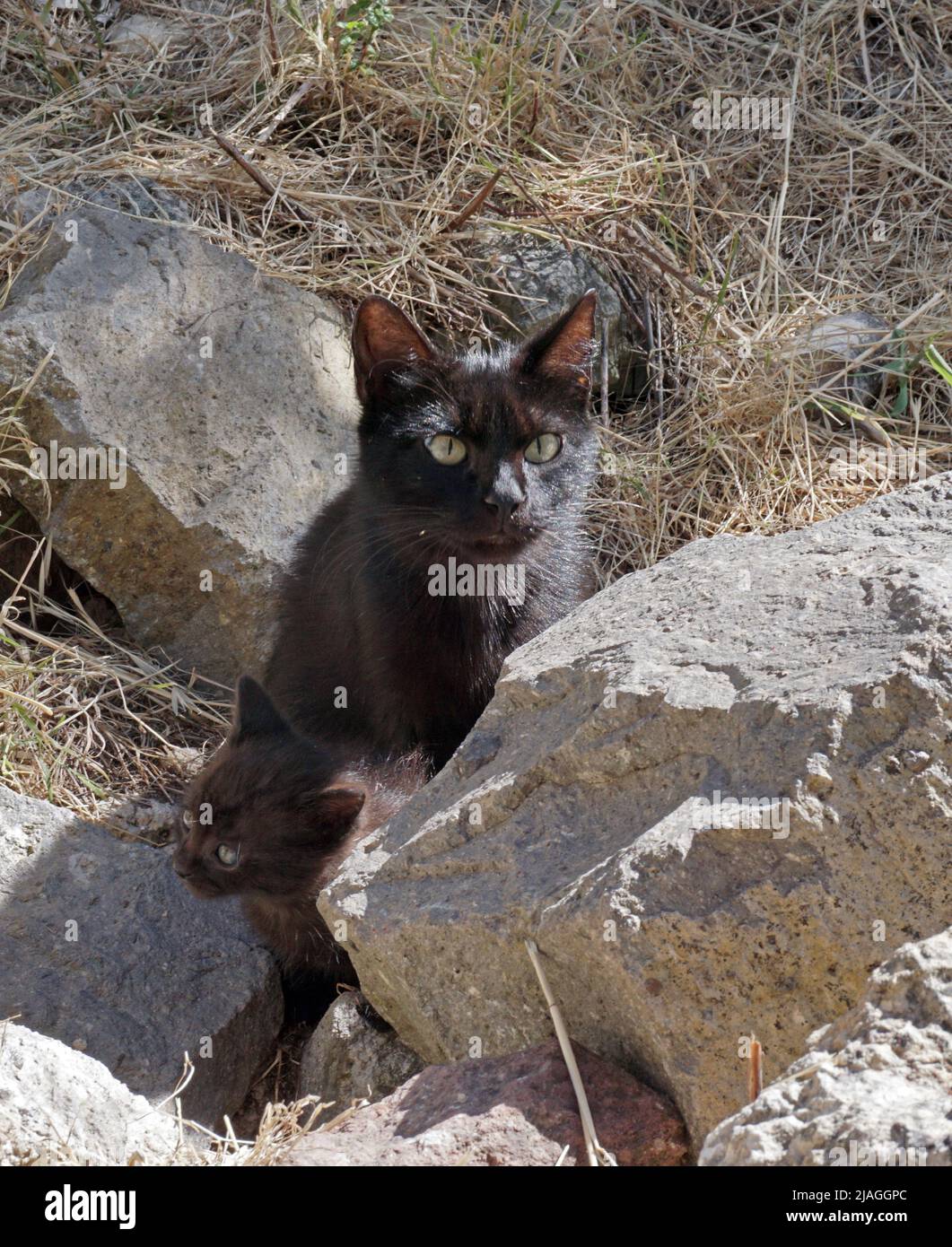Cats family hi-res stock photography and images - Alamy