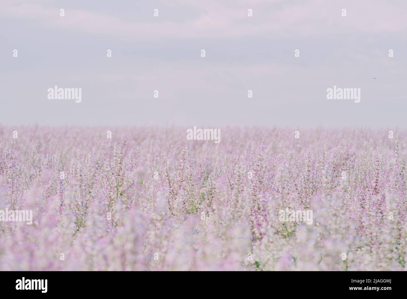 purple sage field against a sky with clouds Stock Photo - Alamy