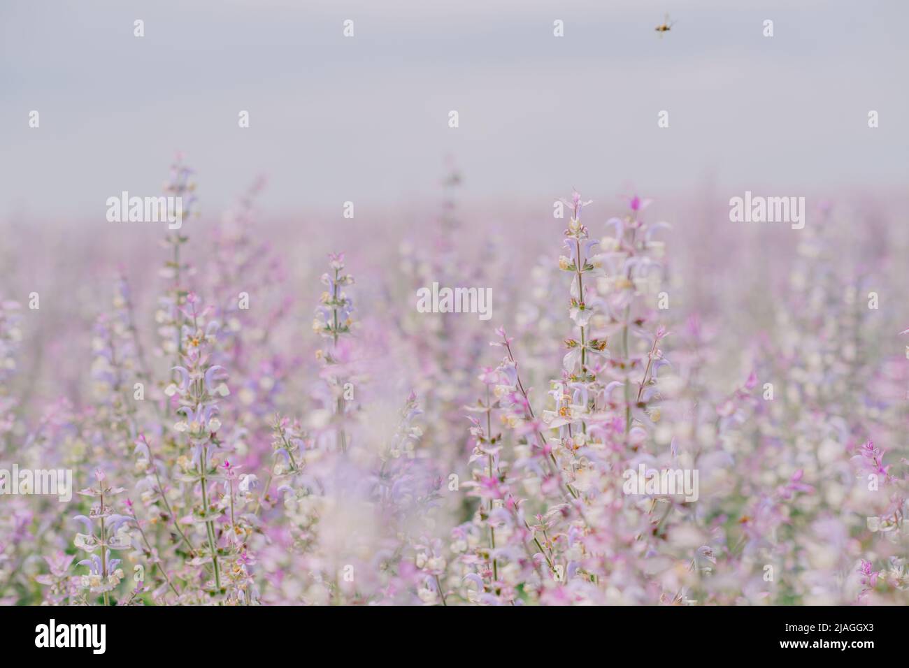 Lavender field against colorful hi-res stock photography and images - Alamy