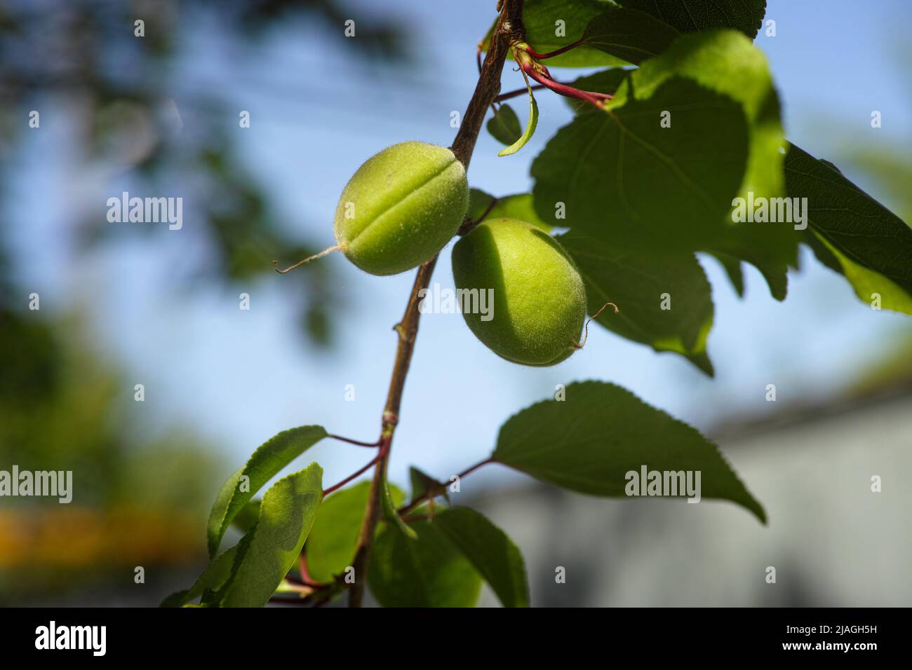 Two unripe hi-res stock photography and images - Alamy