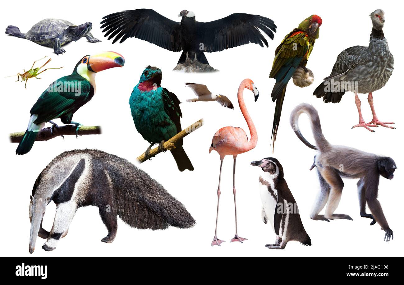 south america animals isolated Stock Photo - Alamy