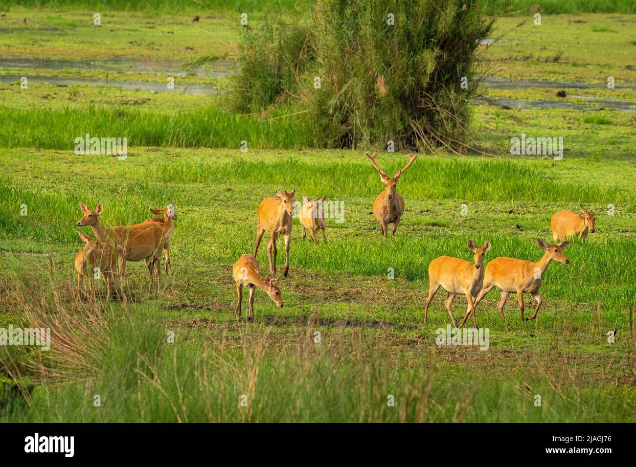 Barasingha dudhwa hi-res stock photography and images - Alamy