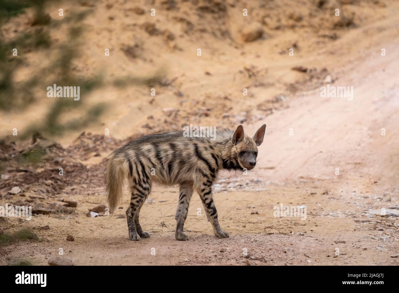 Striped hyena side profile with eye contact on safari track blocking ...