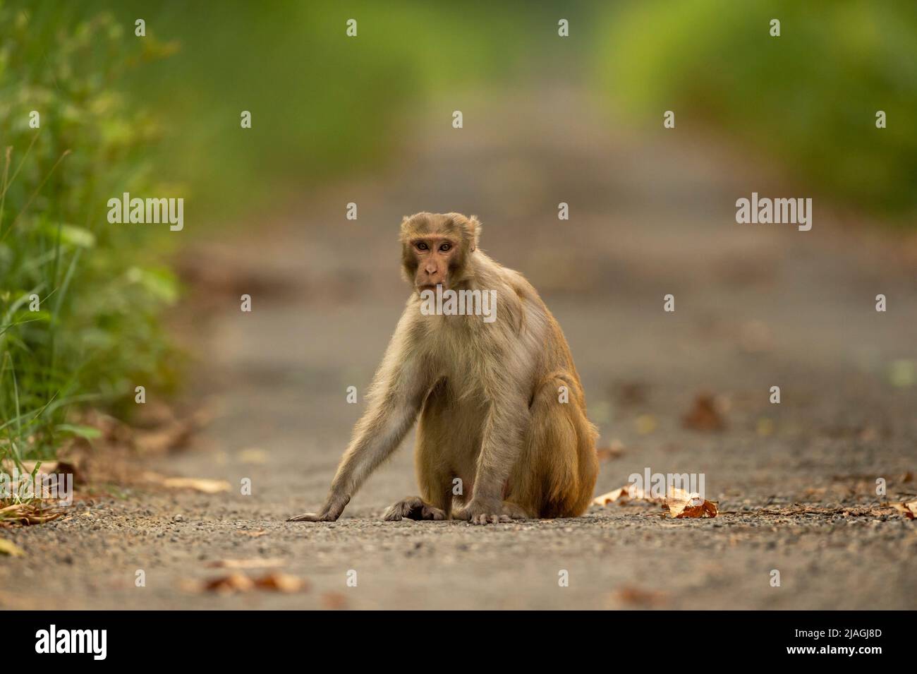 Rhesus macaque or Macaca mulatta monkey closeup or portrait blocking ...