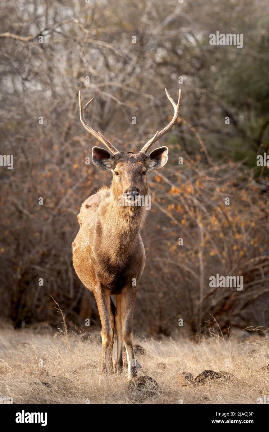 Wild male Sambar deer or rusa unicolor close up or portrait with long ...