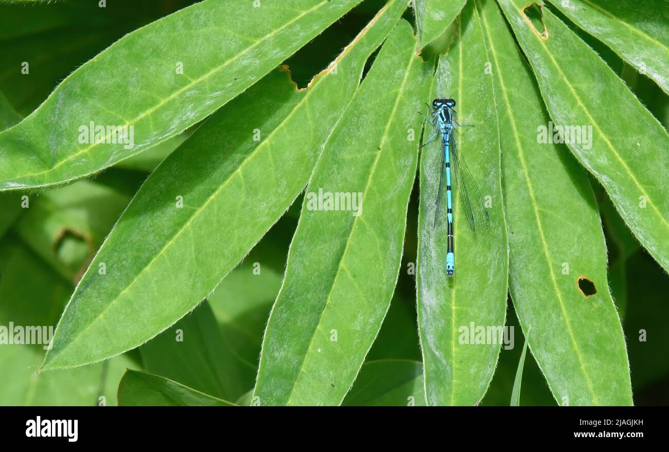 blue damsel fly on a leaf Stock Photo - Alamy
