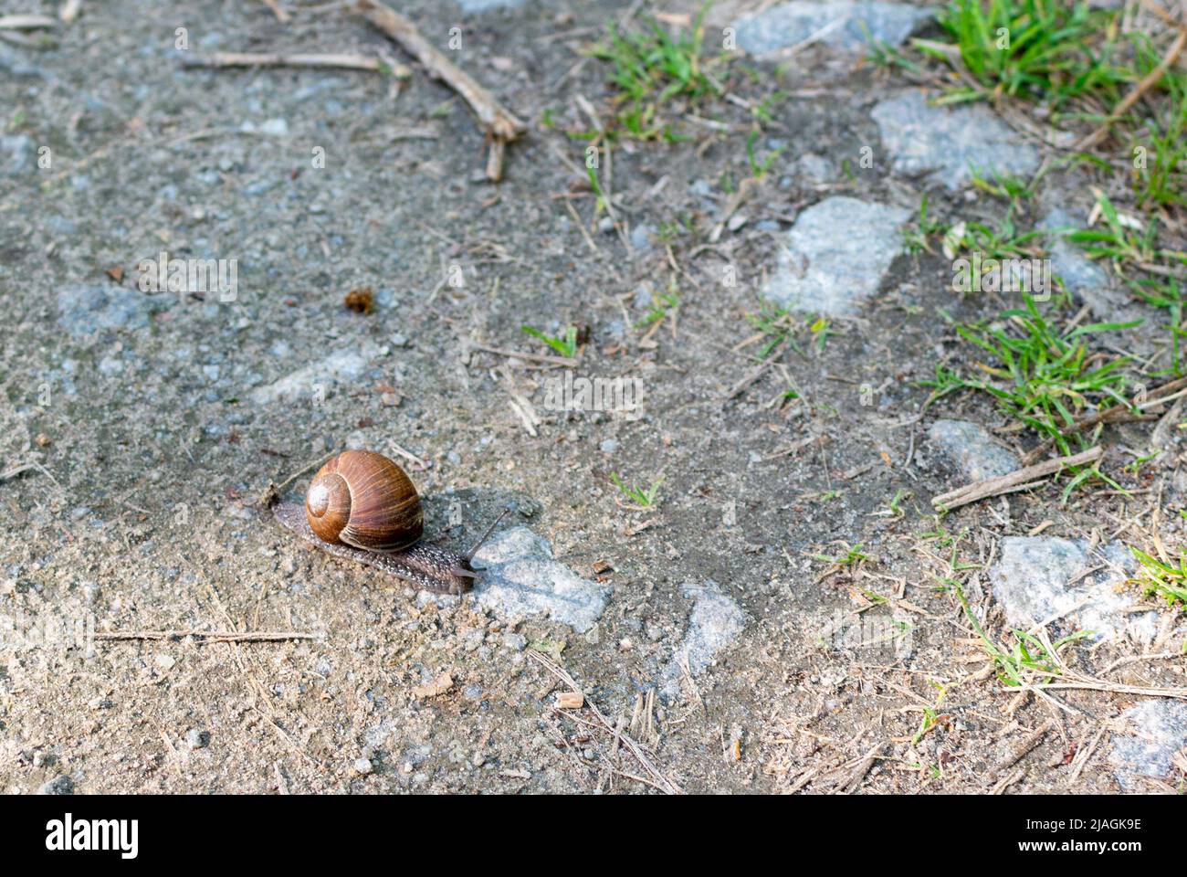 Small Snail on ground in shade of sunlight Stock Photo - Alamy