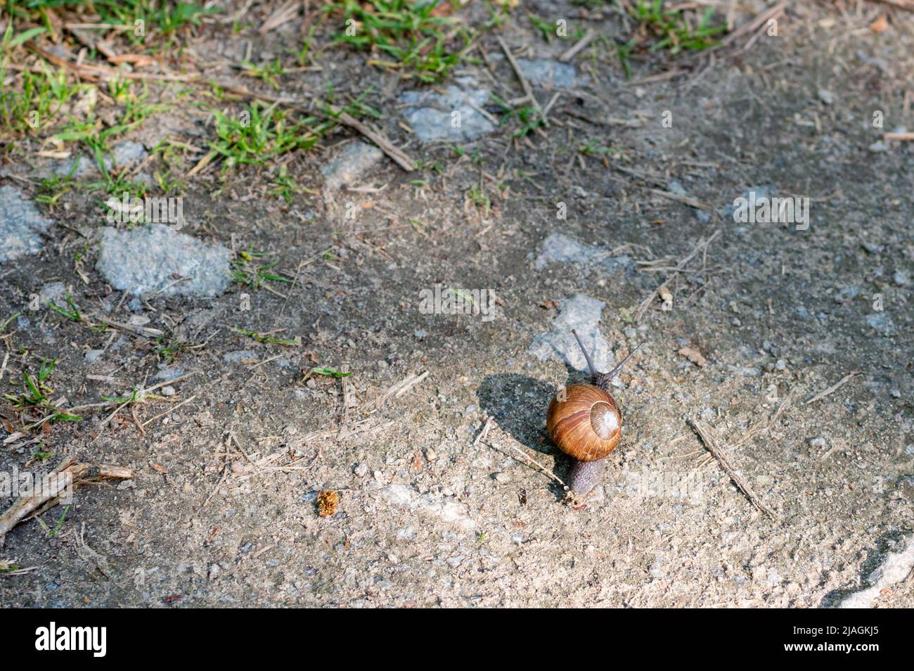 Small Snail on ground in shade of sunlight Stock Photo - Alamy