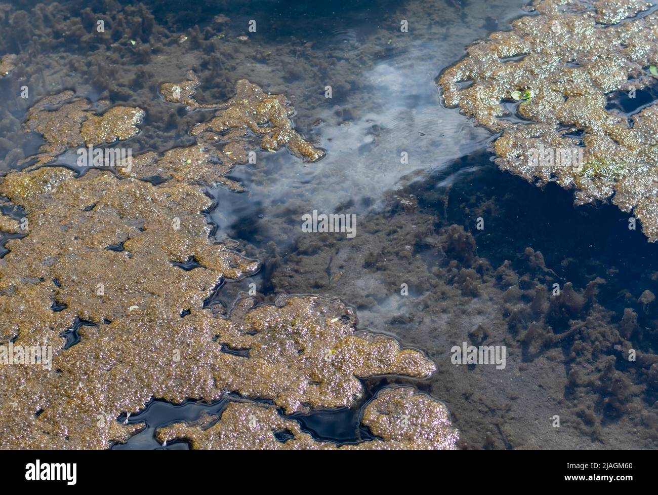Transparent water of pond. Blurry background of pond bottom close-up ...