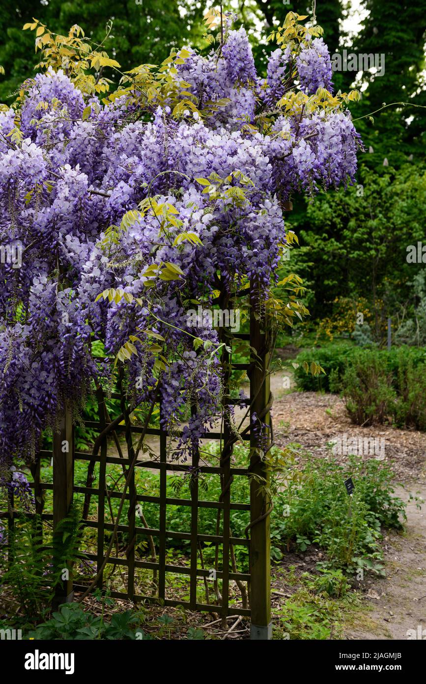 The plant with purple flowers curls on a wooden lattice Stock Photo - Alamy