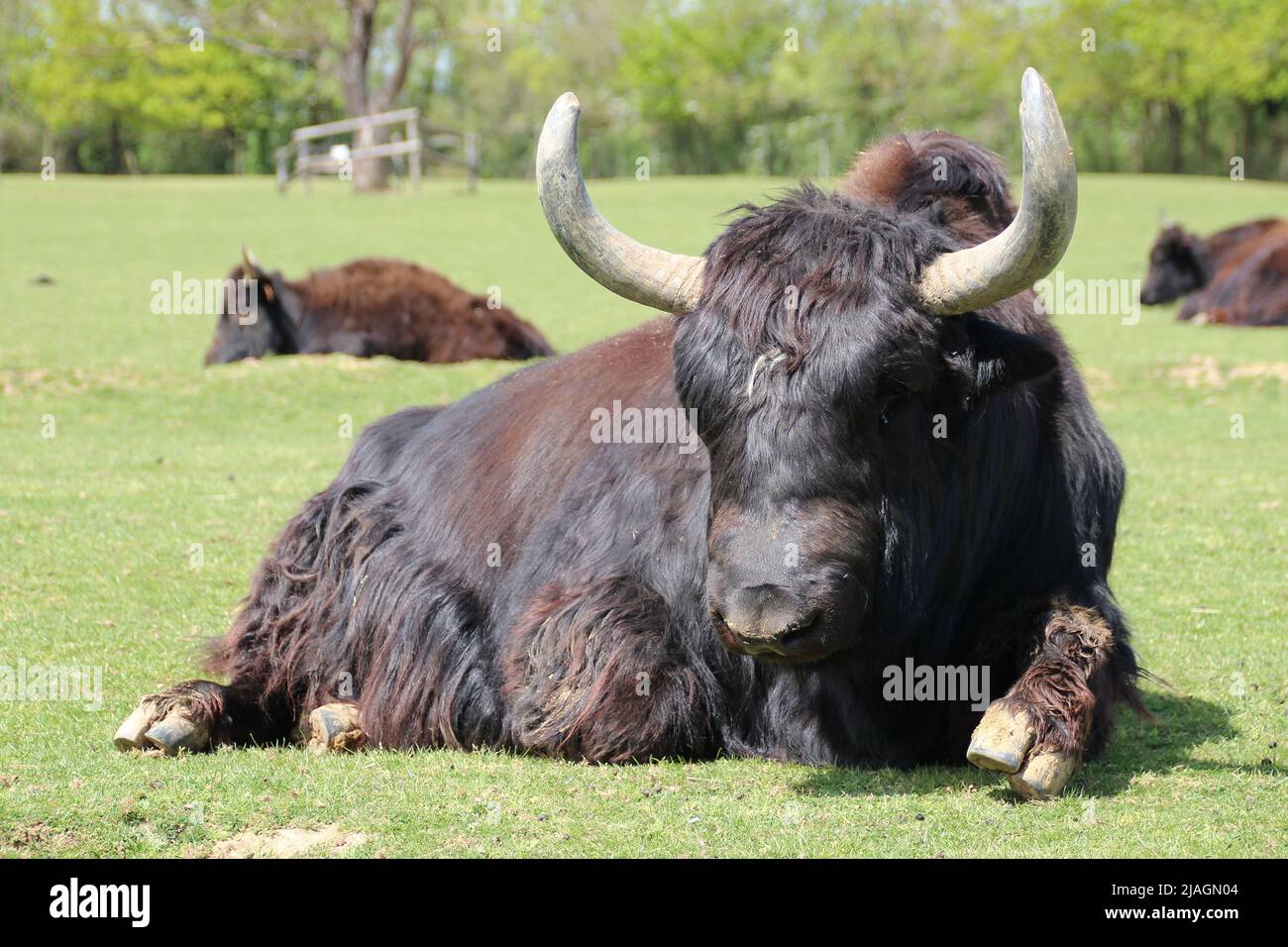 yak in a zoo in france Stock Photo - Alamy