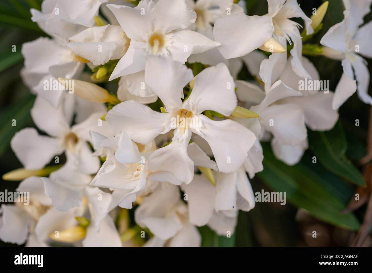 Plantas planta flor flores hi-res stock photography and images - Alamy