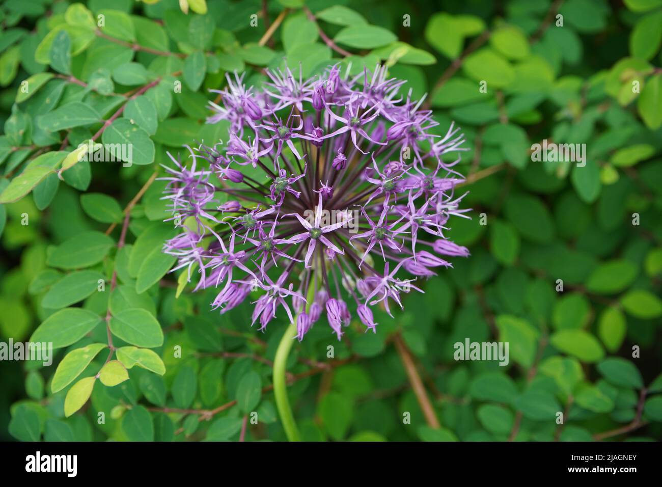 Allium in flower, purple florets on the end of a tall stalk. Popular in ...