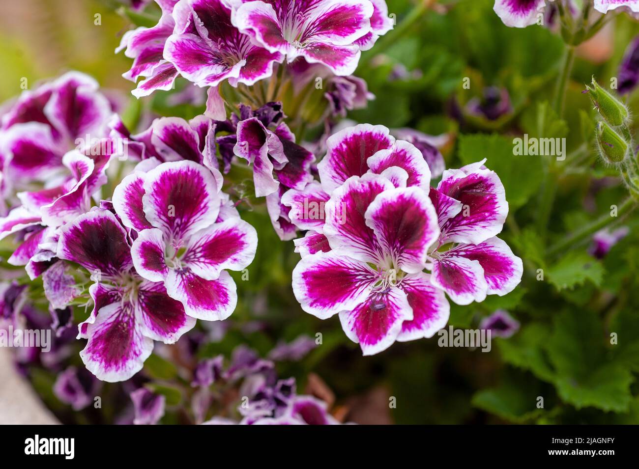 Planta plantas naturaleza hi-res stock photography and images - Alamy