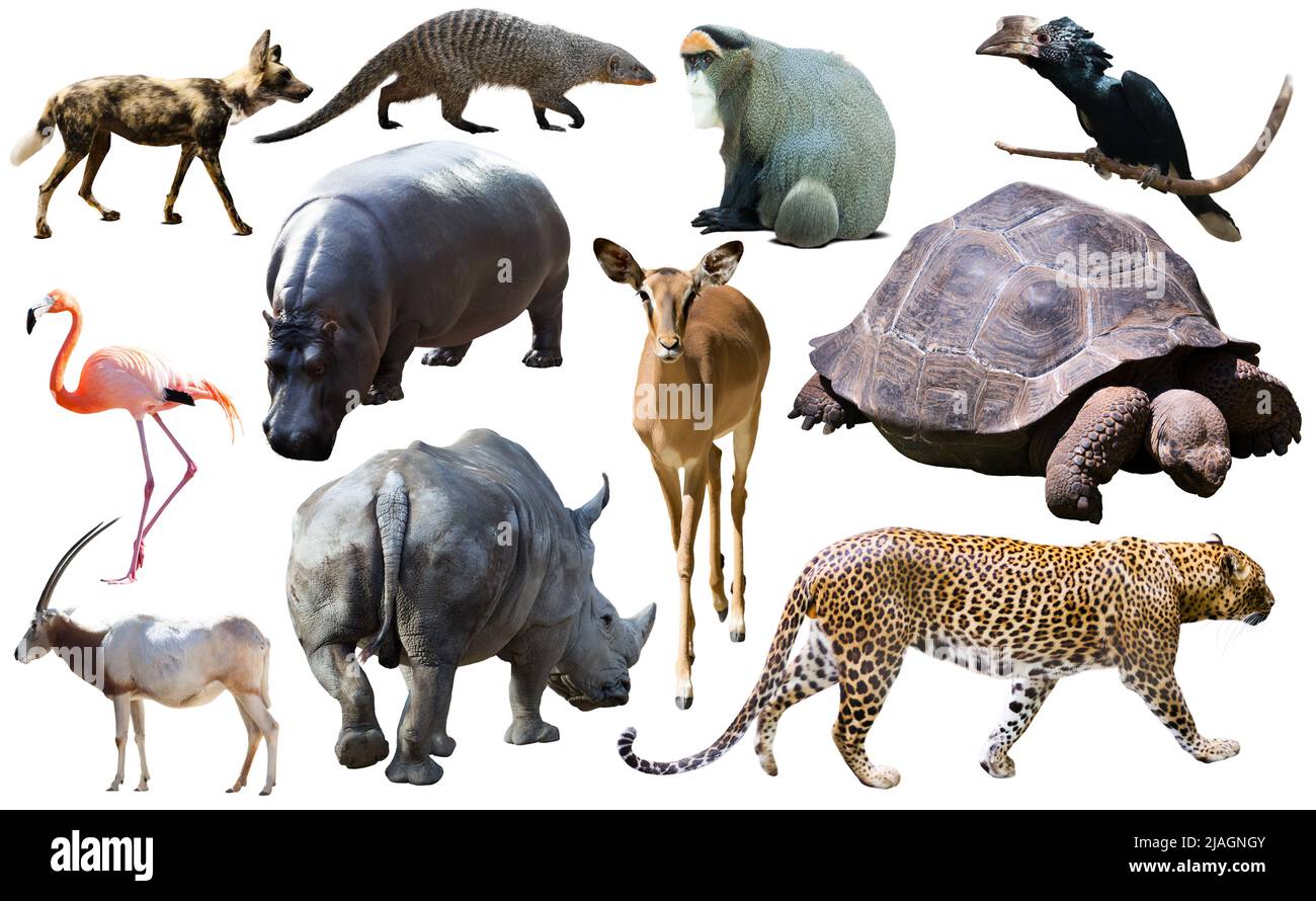 Collage with African mammals and birds Stock Photo - Alamy