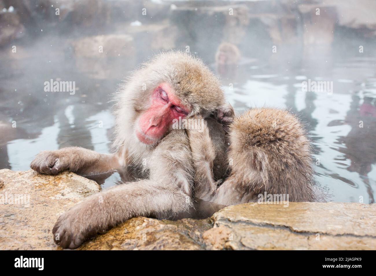 Snow monkeys sitting in a hot spring, Japan Stock Photo - Alamy
