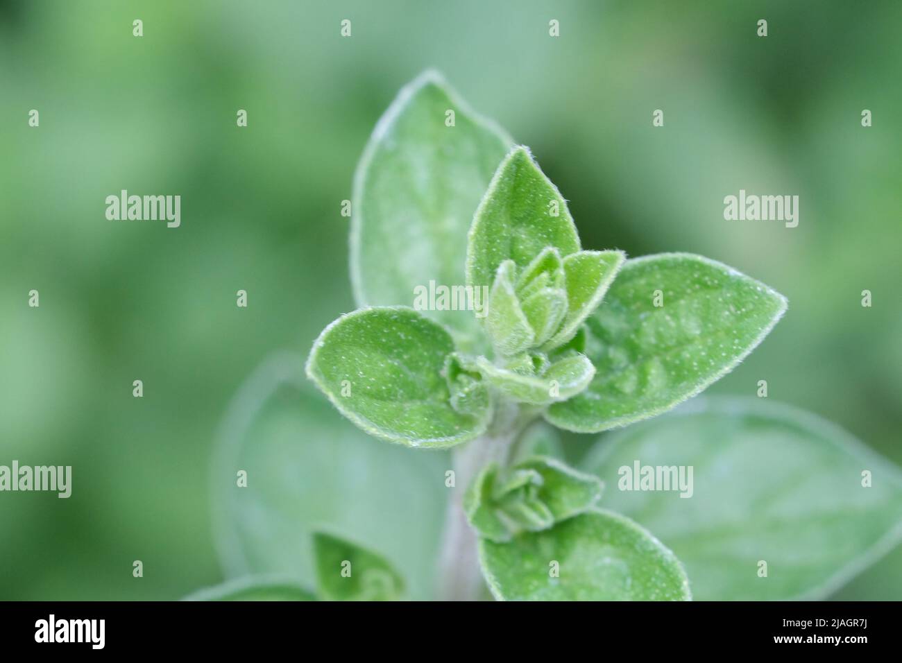 Macro of oregano plant leaves, green defocused background, Italian ...