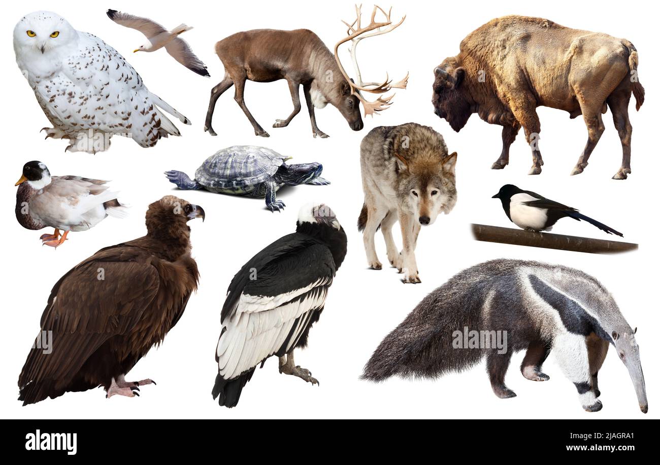set of north american animals isolated Stock Photo - Alamy