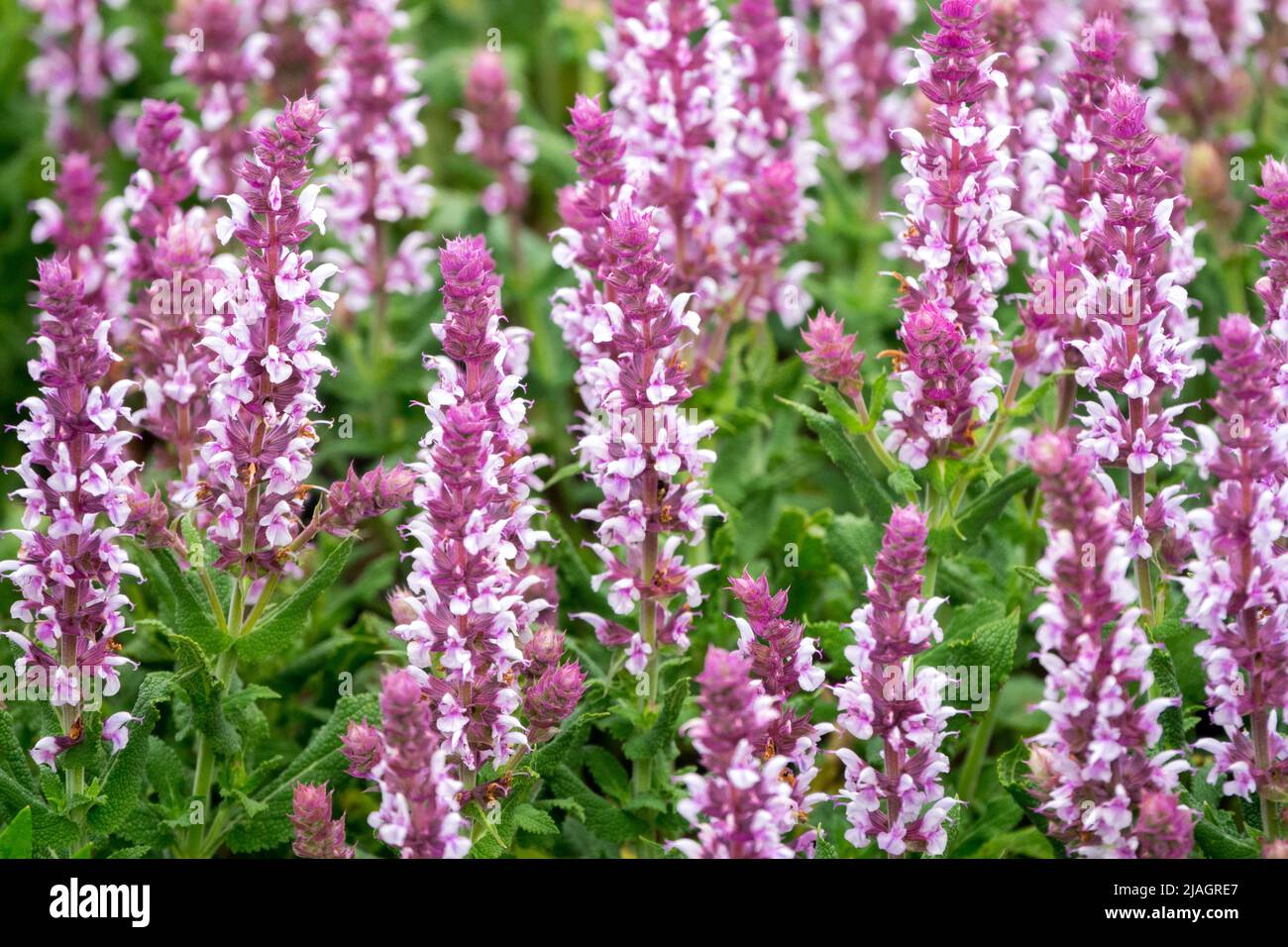 Salvia "Salute Light Pink", Salvia nemorosa, Pink, Meadow Sage, Flowers ...